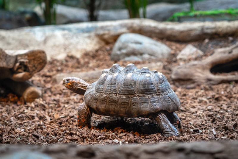 Turtle Tortoise Terrarium in Zoo Barcelona Editorial Stock Image ...