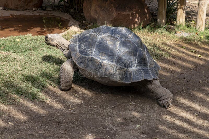Turtle. Tortoise. Turtles in the Park. Turtles Copulating. Two Turtles ...
