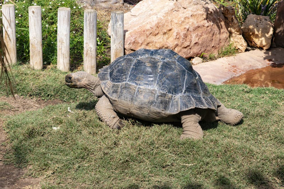 Turtle. Tortoise. Turtles in the Park. Turtles Copulating. Two Turtles Copulating. Giant Turtle ...
