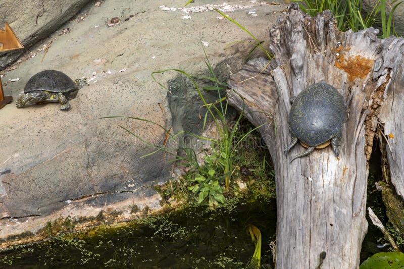 Turtle. Tortoise. Turtles in the Park. Turtles Copulating. Two Turtles ...