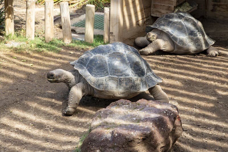 Turtle. Tortoise. Turtles in the Park. Turtles Copulating. Two Turtles ...