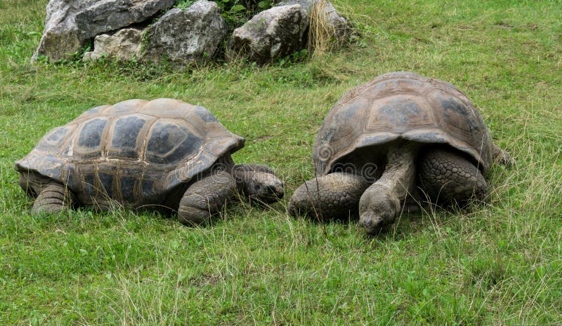 Turtle Tortoises Animals Zoo Concept Stock Photo - Image of protected ...