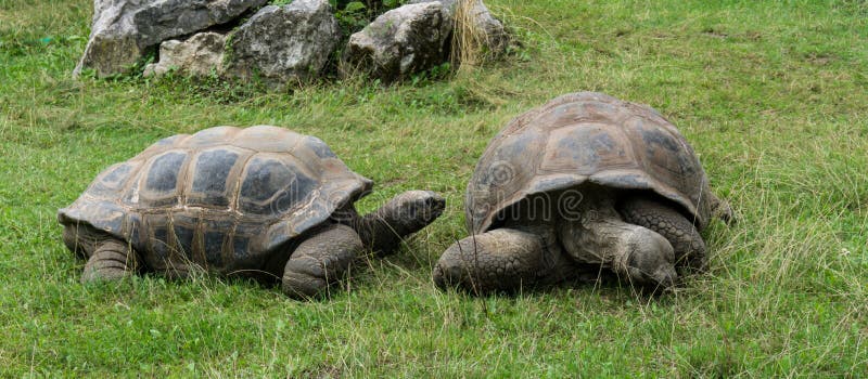 Turtle Tortoises Shell on Green Grass Stock Image - Image of extinction ...