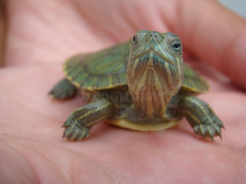Turtle trachemys stock photo. Image of macro, reptiles - 75590268