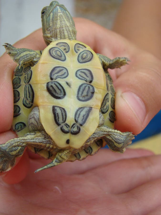 Turtle trachemys stock photo. Image of emydidae, shell - 75590388