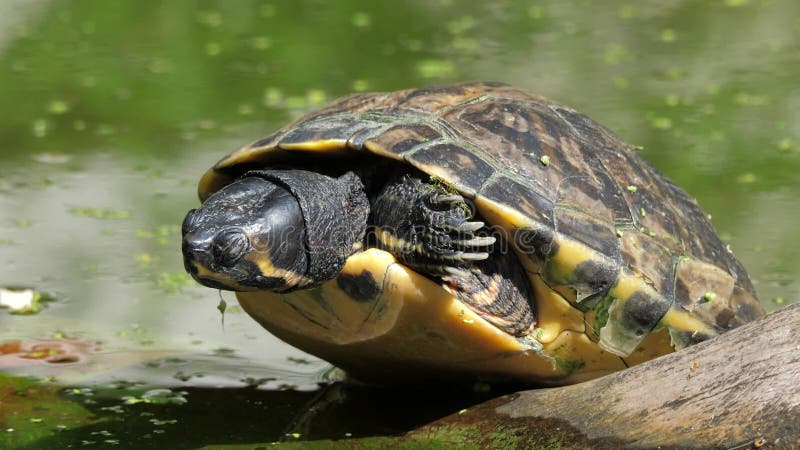 Turtle. Trachemys Scripta Elegans Stock Video - Video of species ...