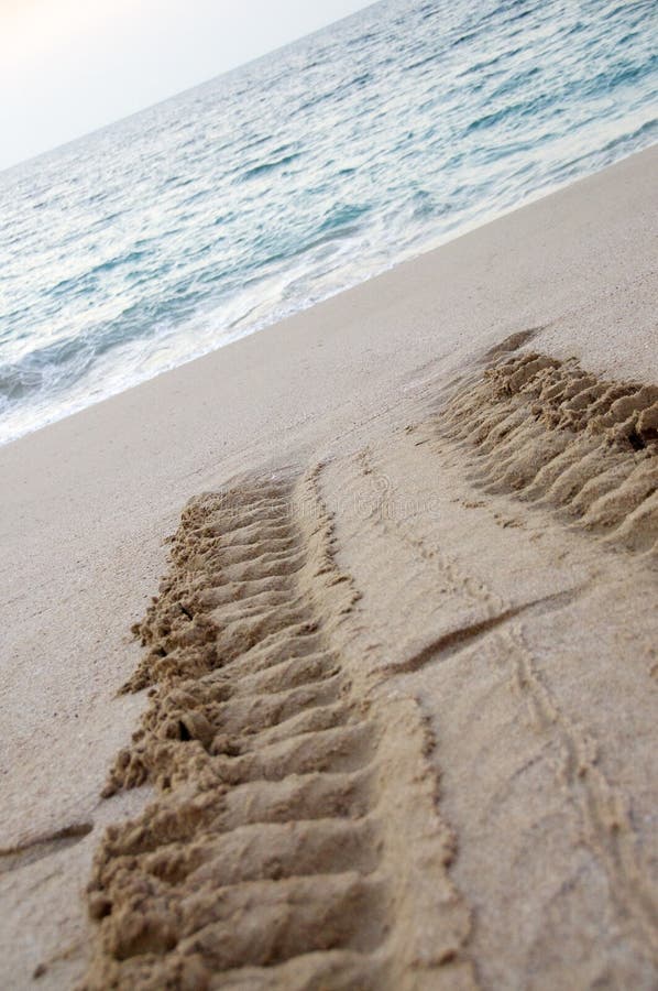 Turtle track stock image. Image of environment, green - 27487449