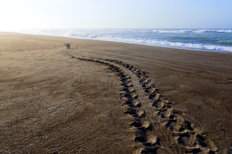 Turtle track on sand beach stock photo. Image of sand - 26407852
