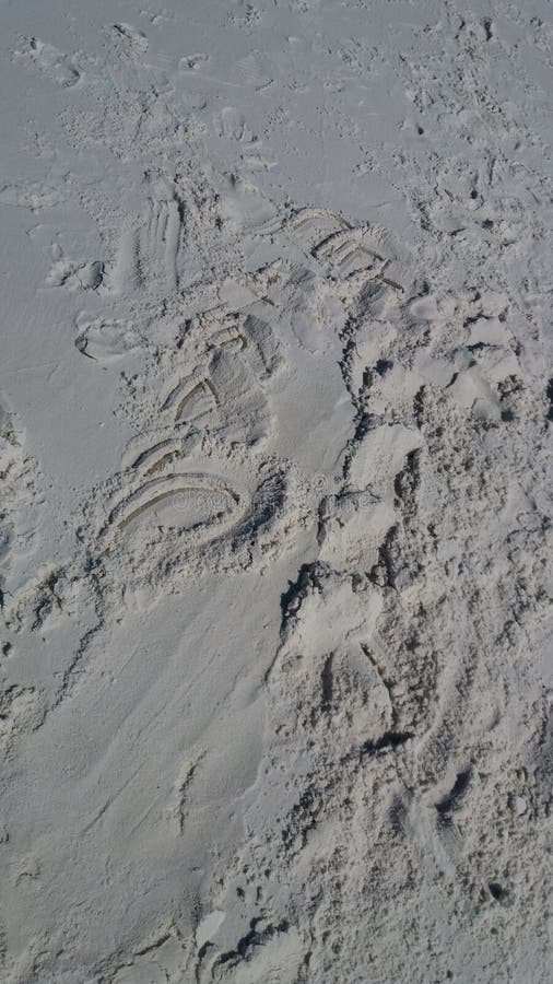 Turtle tracks stock image. Image of beach, tracks, park - 112276655