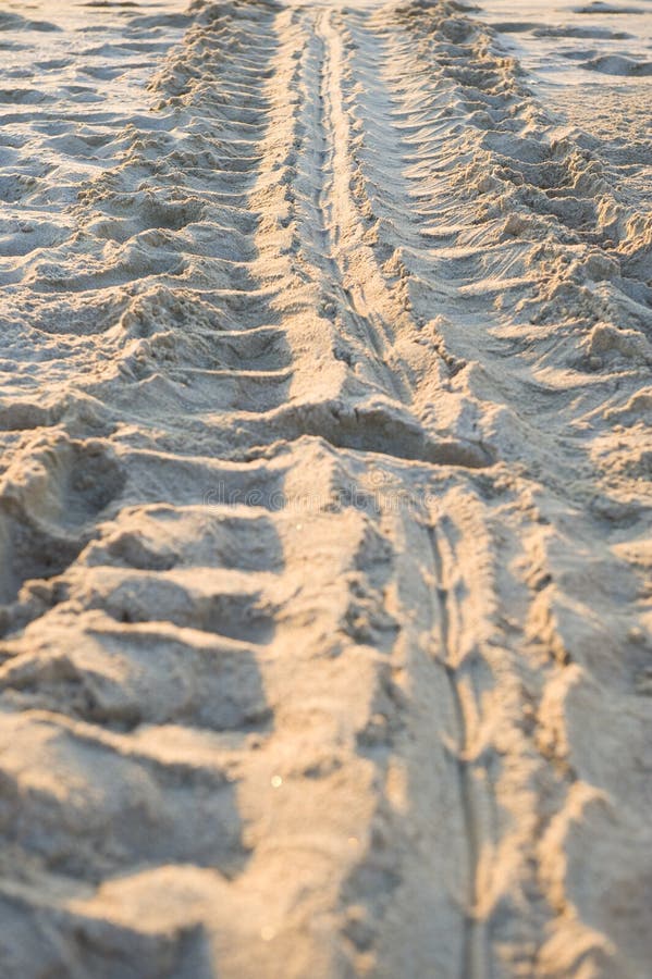 Snapping Turtle Tracks