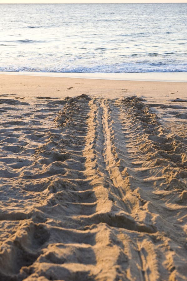 Turtle tracks in the sand stock photo. Image of species - 7475250