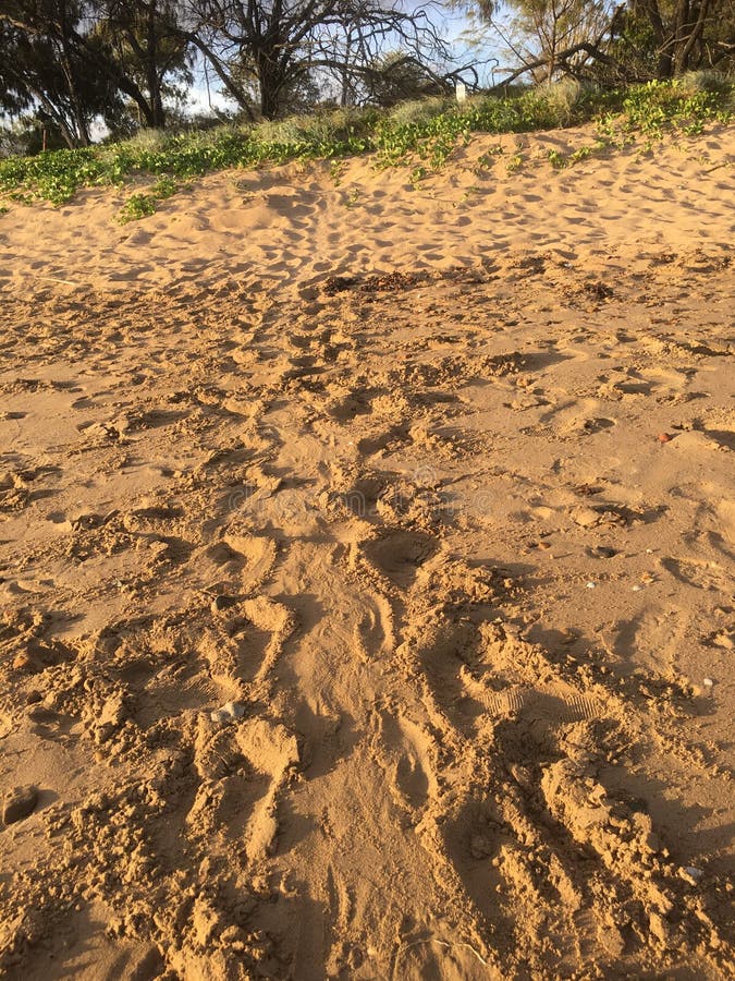 Turtle Tracks in the Sand stock image. Image of wildlife - 2056395