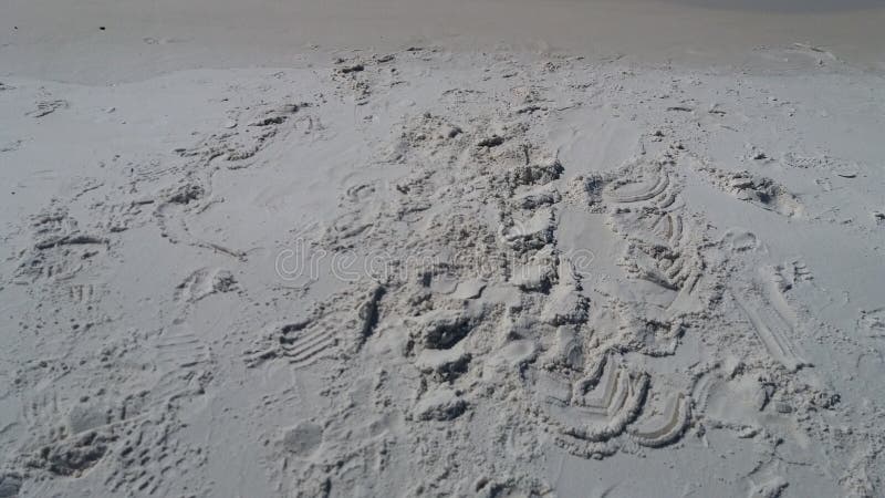 Snapping Turtle Tracks