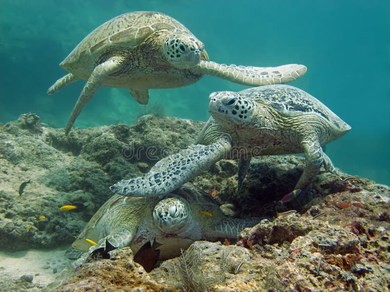 Sea Turtle Traffic Jam, Borneo Stock Image - Image of turtles, island ...