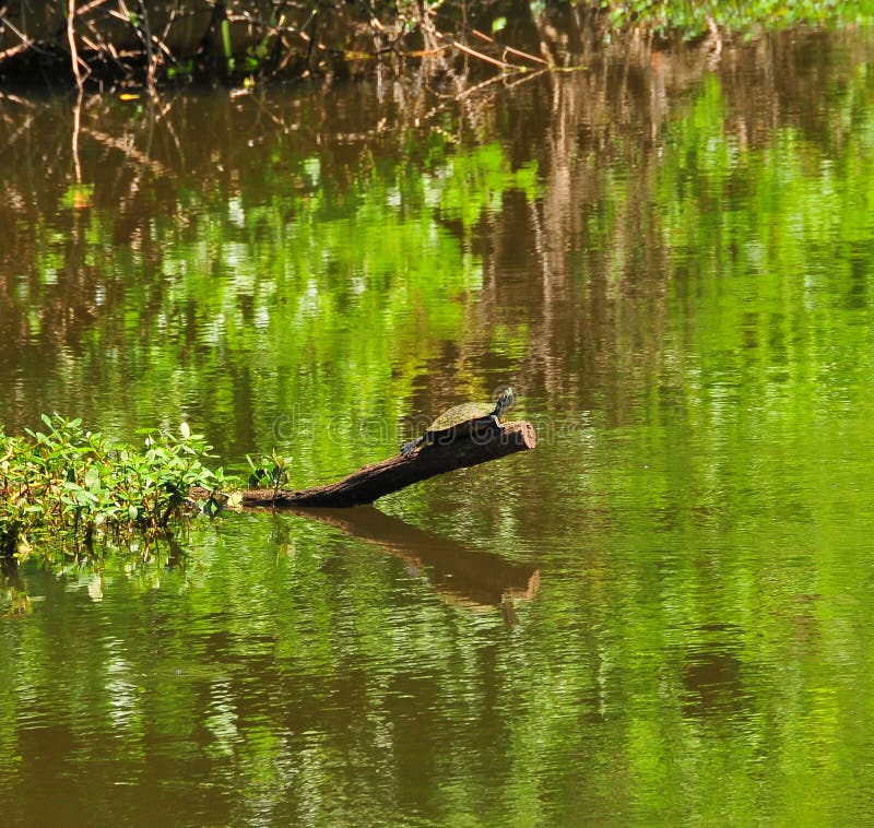 Turtle on Tree Branch in River at Horton Slough Stock Photo - Image of ...