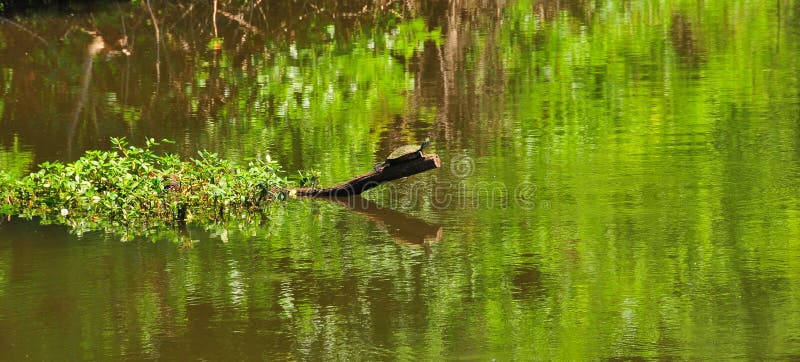 Turtle on Tree Branch in River at Horton Slough Stock Image - Image of ...