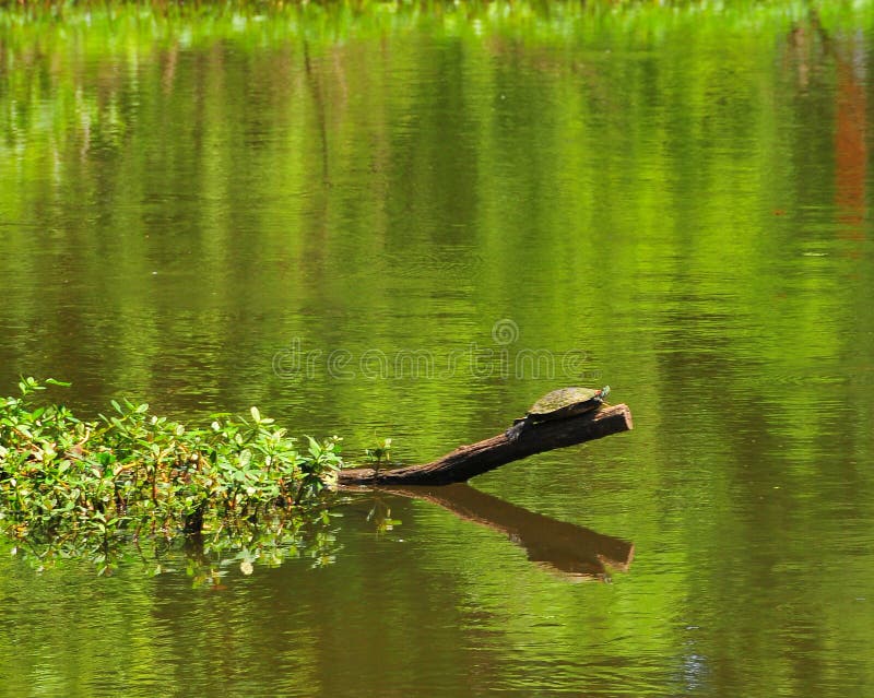 Turtle on Tree Branch in River at Horton Slough Stock Photo - Image of ...