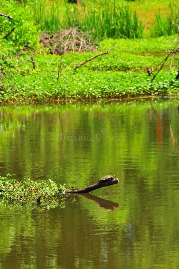 Turtle on Tree Branch in River at Horton Slough Stock Image - Image of ...