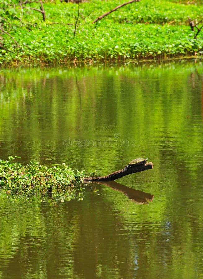 Turtle on Tree Branch in River at Horton Slough Stock Image - Image of ...