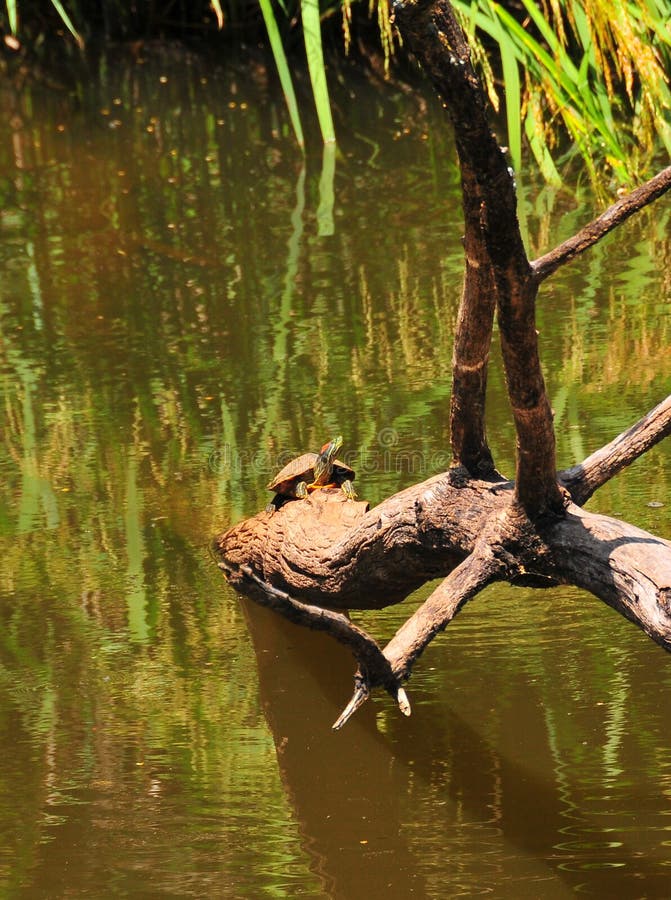 Turtle on Tree Branch in River at Horton Slough Stock Image - Image of ...