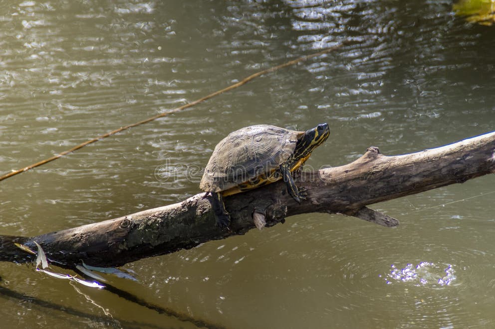 Turtle on a Tree Over a River Stock Photo - Image of turtle, tree ...