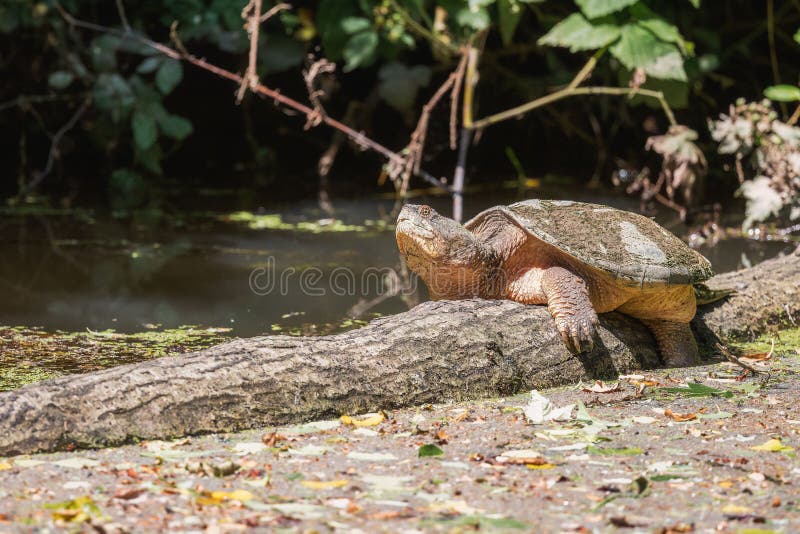 Turtle on a Tree by the Pond Stock Image - Image of nature, wildlife ...