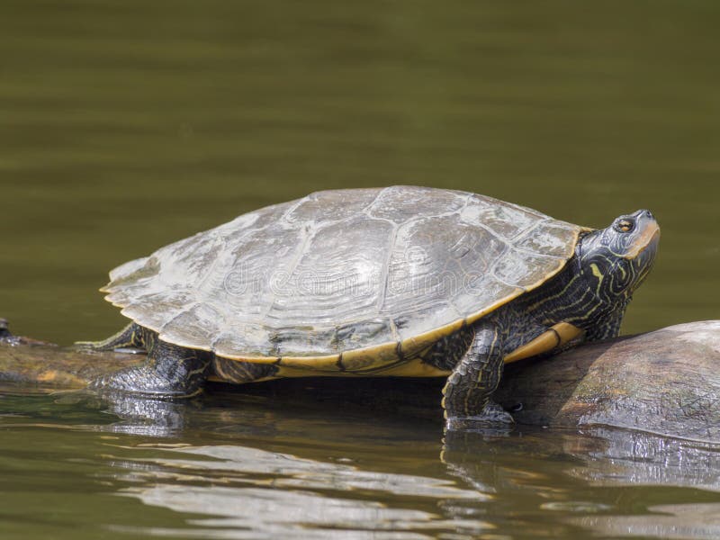 Turtle on Tree Branch in River at Horton Slough Stock Image - Image of ...