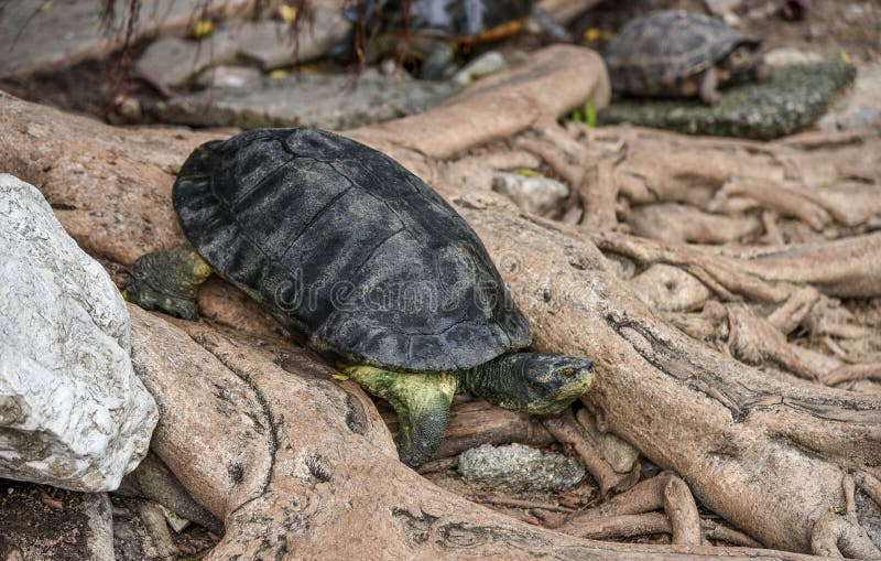 Turtle on a Tree See the Camera Stock Photo - Image of tree, climbing ...
