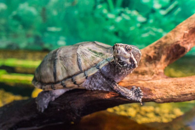 Turtle on a Tree See the Camera Stock Photo - Image of tree, climbing ...