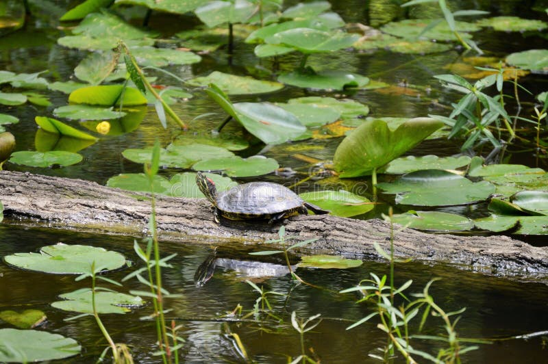 Turtle on tree stump stock image. Image of swamp, wildlife - 14421567