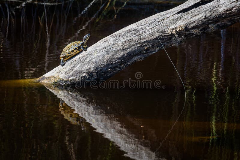 A turtle in a tree! stock photo. Image of mangroves - 349534602