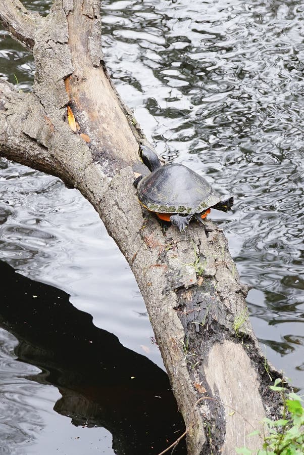 Turtle On A Tree See The Camera Stock Photo - Image of tree, climbing ...