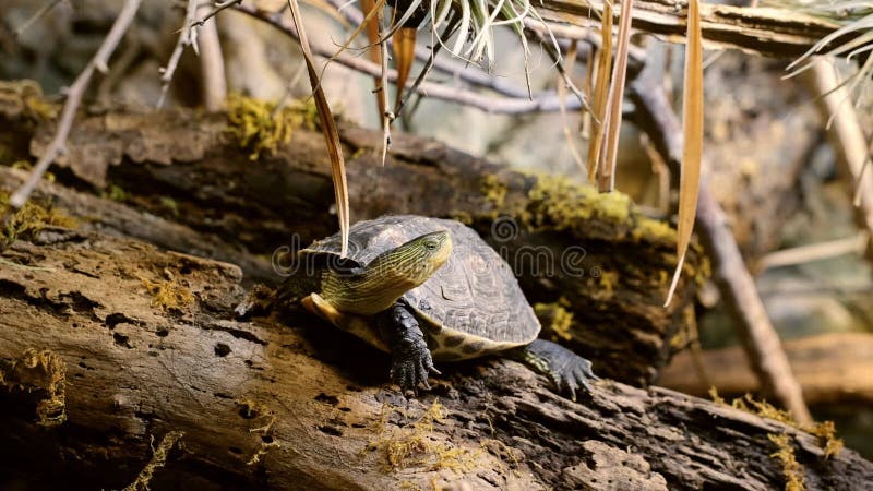 The Turtle in the Tree Turns Its Head. Stock Footage - Video of europe ...