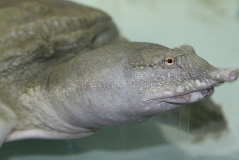 Turtle Trionics Chinese stock photo. Image of softshell - 100734268
