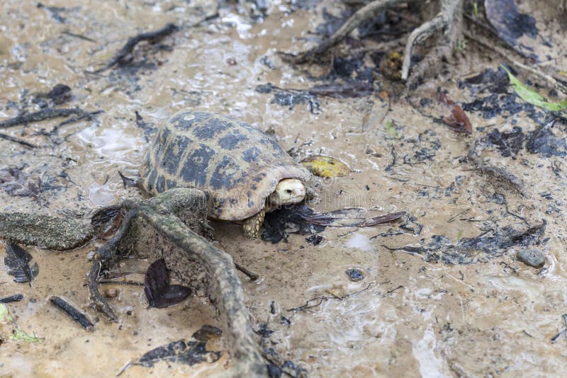Turtle in Tropical Forest Asia ,phangnga Thailand. Stock Photo - Image ...