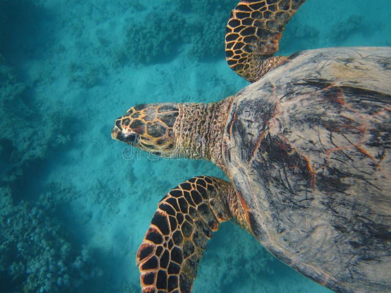 Turtle in Tropical Underwater Stock Image - Image of deep, colors: 37903341
