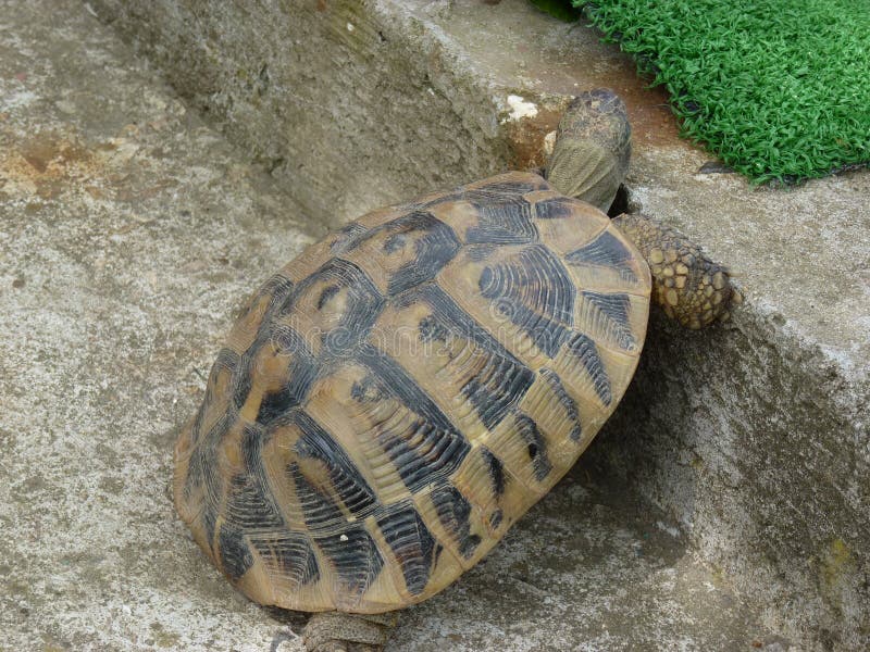 Turtle Climb stock image. Image of gravel, grass, resting - 20115385