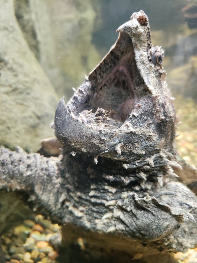 Turtle stock photo. Image of cool, turtle, interesting - 158671406