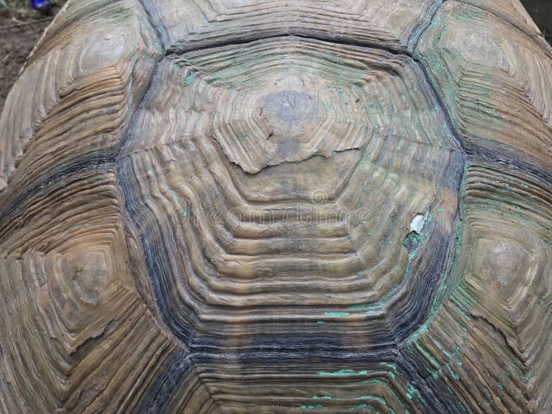 Hexagon Shape Turtle Shell Texture Background Stock Image - Image of ...