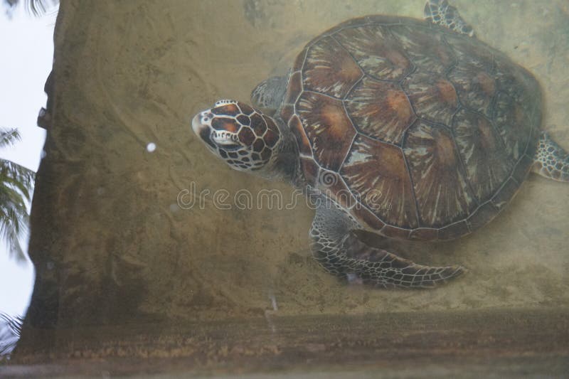 Turtle in a Turtle Hatchery. Stock Photo - Image of blue, logo: 283364666