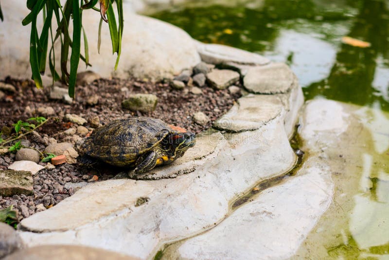 Lonely turtle stock image. Image of natural, nature, amphibian - 15977687