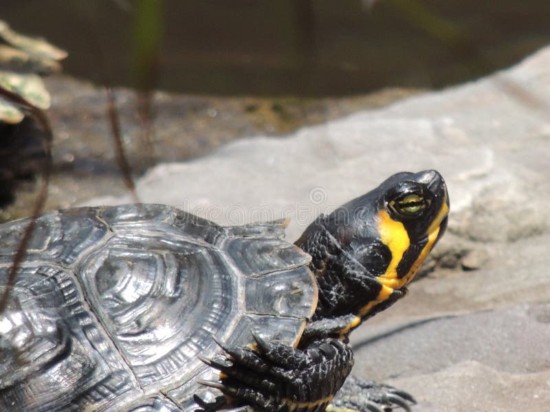Turtle stock image. Image of turtle, shell, yellow, rock - 123117533