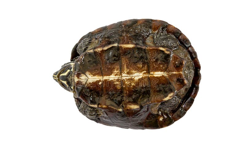 104 Turtle Upside Down Stock Photos - Free & Royalty-Free Stock Photos ...