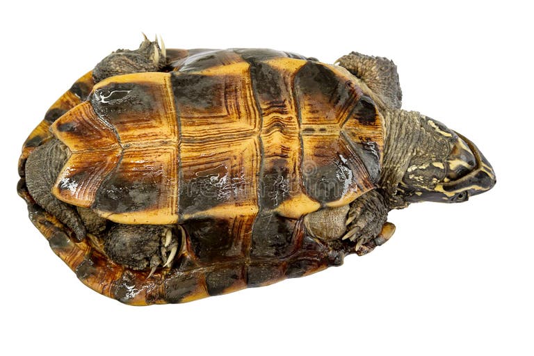 Turtle Upside Down Stock Photos - Free & Royalty-Free Stock Photos from ...