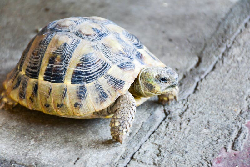 Turtle stock photo. Image of green, creeps, garden, family - 116104672
