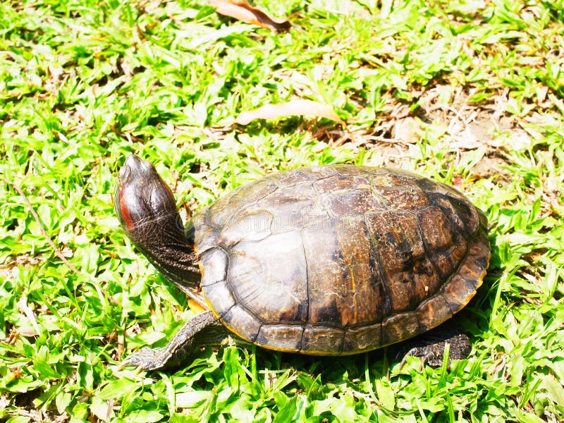 Turtles stock image. Image of animals, turtles, covered - 42638401