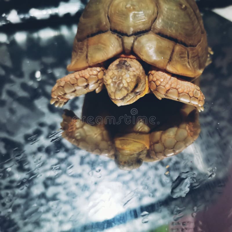 Turtle stock image. Image of turtle, animales, turtles - 252701367