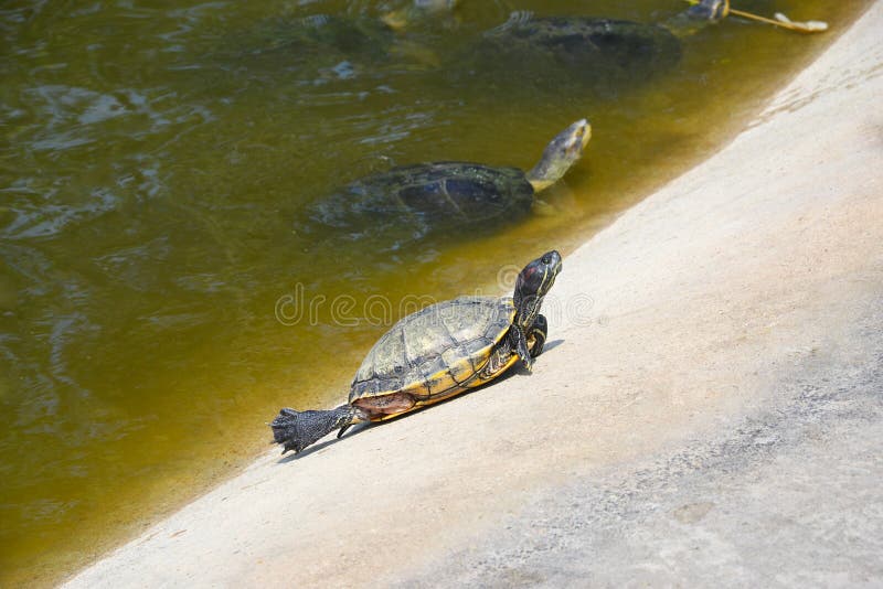 The turtle stock image. Image of sunbathe, turtle, turtles - 61295191