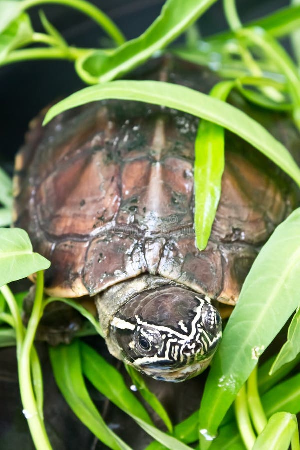 Turtle stock image. Image of reptile, freshwater, turtles - 59043439
