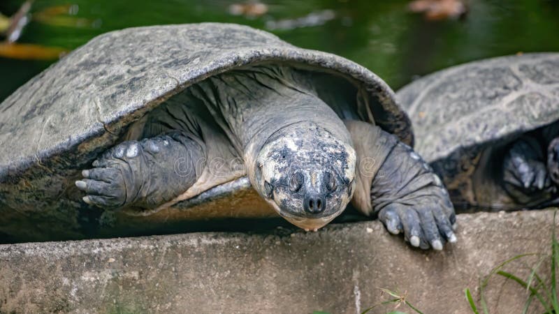 Turtle stock image. Image of animal, ecology, large - 196085433